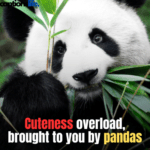 330+ Panda Captions For Instagram [Panda Lovers Quotes]