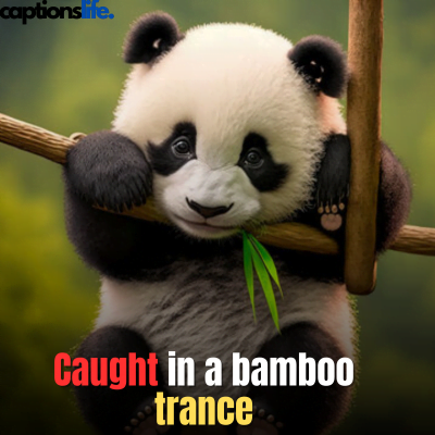 330+ Panda Captions For Instagram [Panda Lovers Quotes]