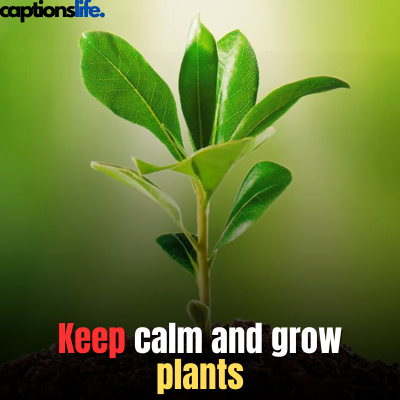 210+Plant Captions For Instagram and Plants Quotes