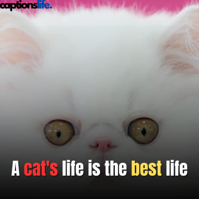 200+ Cat Captions For Instagram [Cute & Funny Quotes]