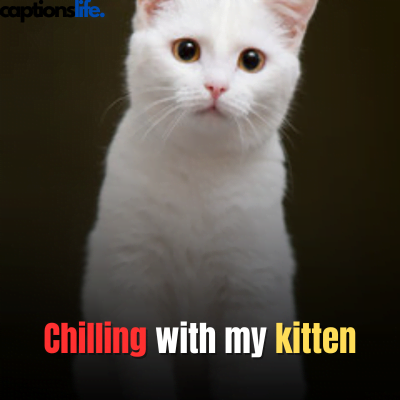 200+ Cat Captions For Instagram [Cute & Funny Quotes]