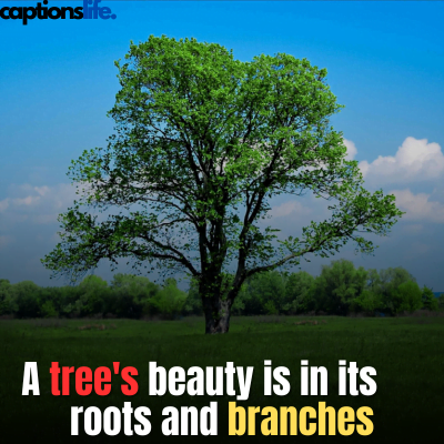 175+Tree Captions For Instagram and Quotes